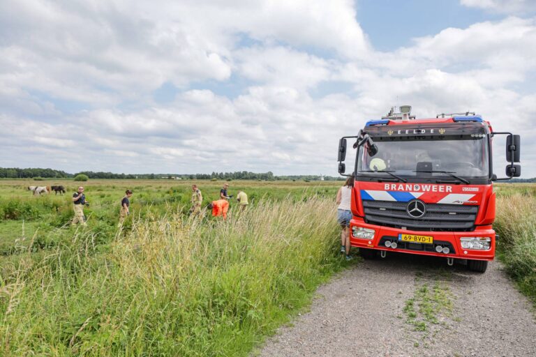 Brandweer redt paard uit sloot in Haren